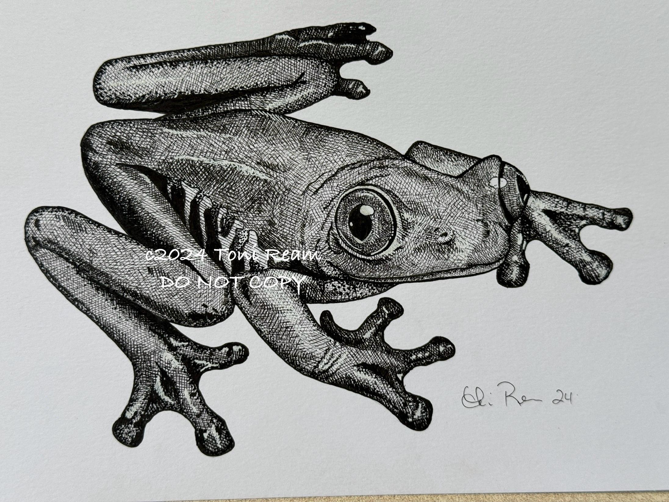 ORIGINAL Tree Frog Sketch Portrait Ink Pen | Farmhouse Amphibian Art ...