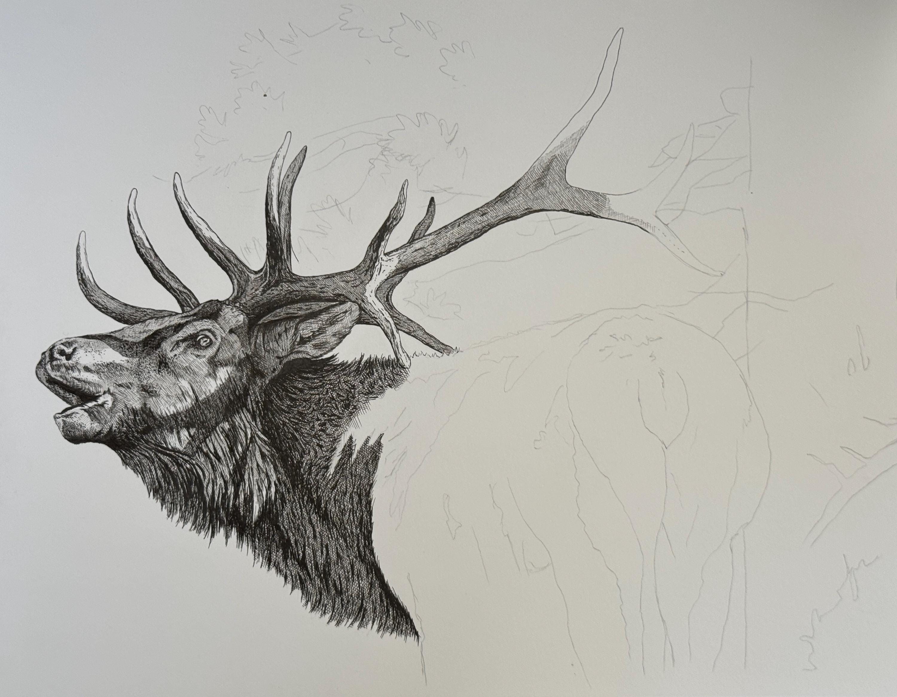 Original Bull Elk Archival Ink Drawing "the Call" Authentic Wildlife ...