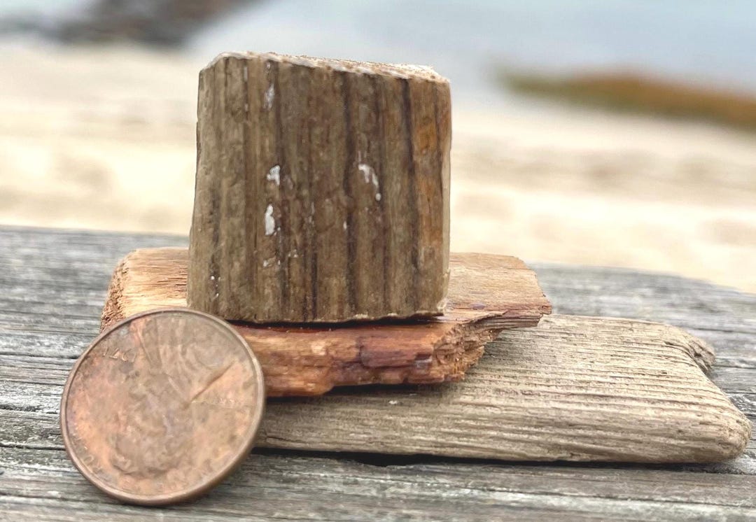 Cape Cod Iconic Dune Shacks Encrusted Shell Driftwood Handmade - Etsy