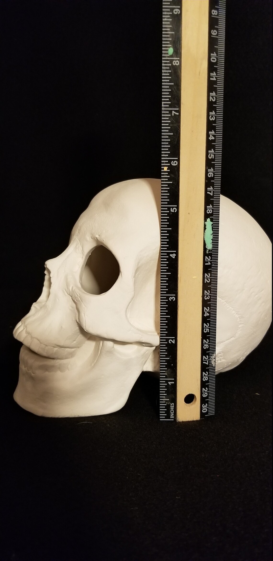 Ceramic Bisque Skull - Etsy