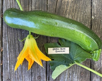 Bush Baby Zucchini Seeds - Etsy