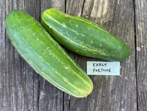 Early Fortune Heirloom Cucumber Seeds / Packet of 20 Seeds / | Etsy