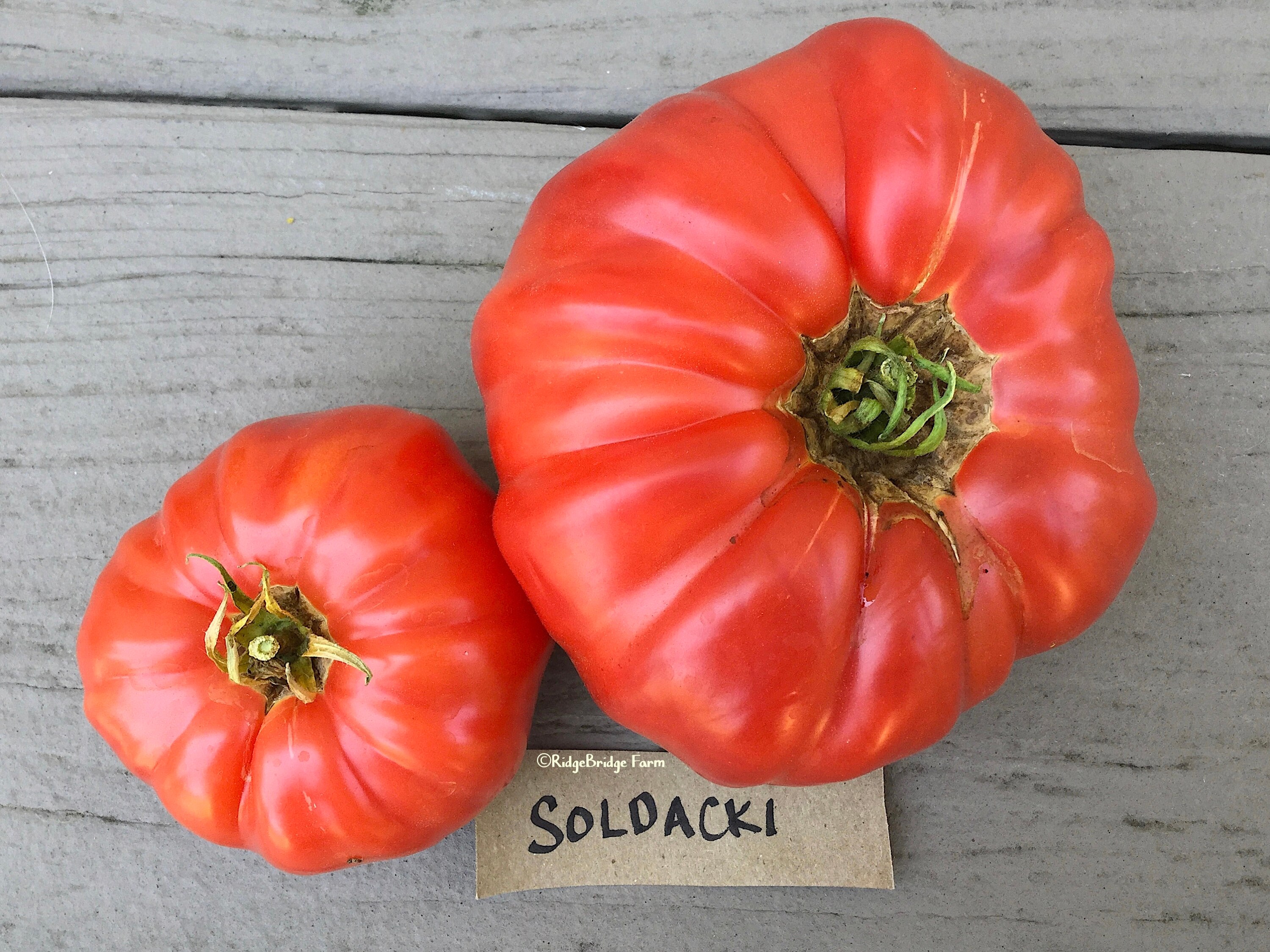 Tomato Soldacki - Etsy