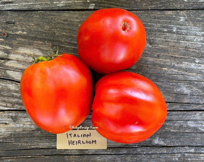 Italian Heirloom Tomato Seeds / Organically Grown / Packet of 20 Seeds ...