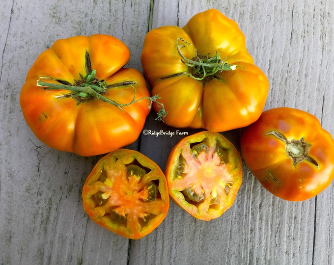 Thorburn's Terra Cotta Heirloom Tomato Seeds / Organically Grown ...