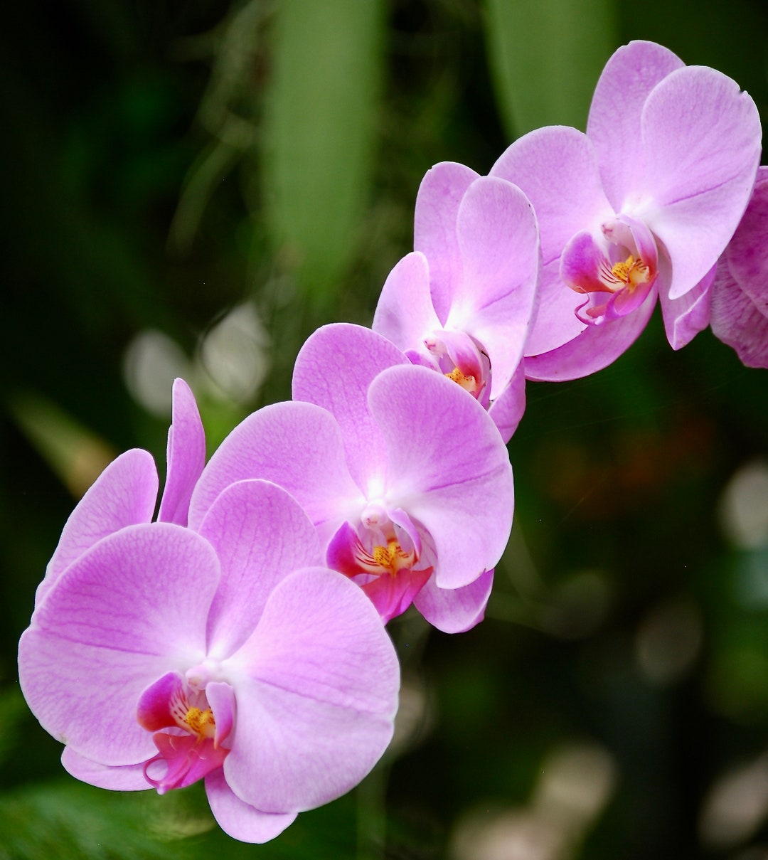 Orchid Orchid Print Flower Photography Purple Orchid Print - Etsy