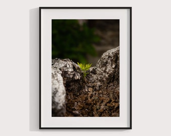 Tree Trunk Poster - Etsy