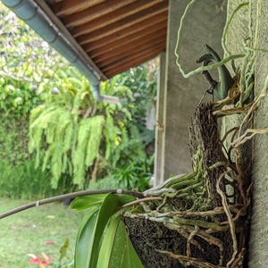 Tree Fern Orchid Mounting Plates, Indoor/outdoor Planter (set of 4) - Etsy