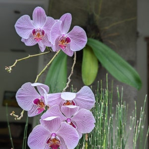 Tree Fern Orchid Mounting Plates, Indoor/outdoor Planter (set of 4) - Etsy