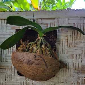 Tree Fern Orchid Mounting Plates, Indoor/outdoor Planter (set of 4) - Etsy