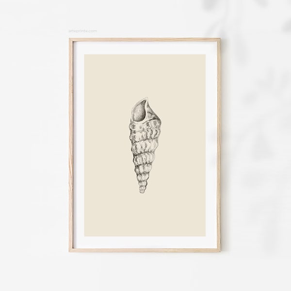 Seashell Print - Etsy