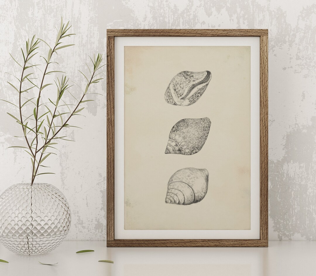 Seashells Drawing, Printable Illustration, Vintage Style Art, Seashells ...