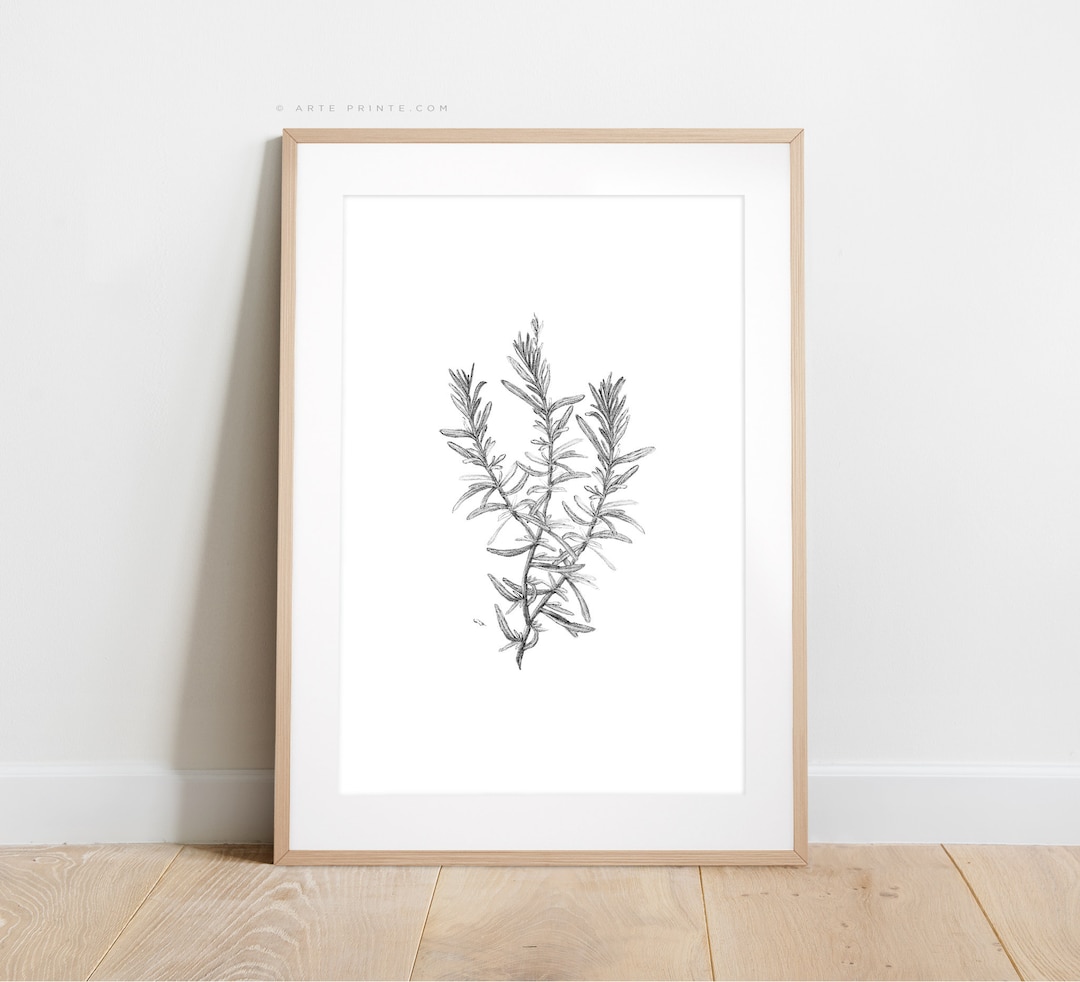 Pencil Drawing Culinary Herb Rosemary Print Black White - Etsy
