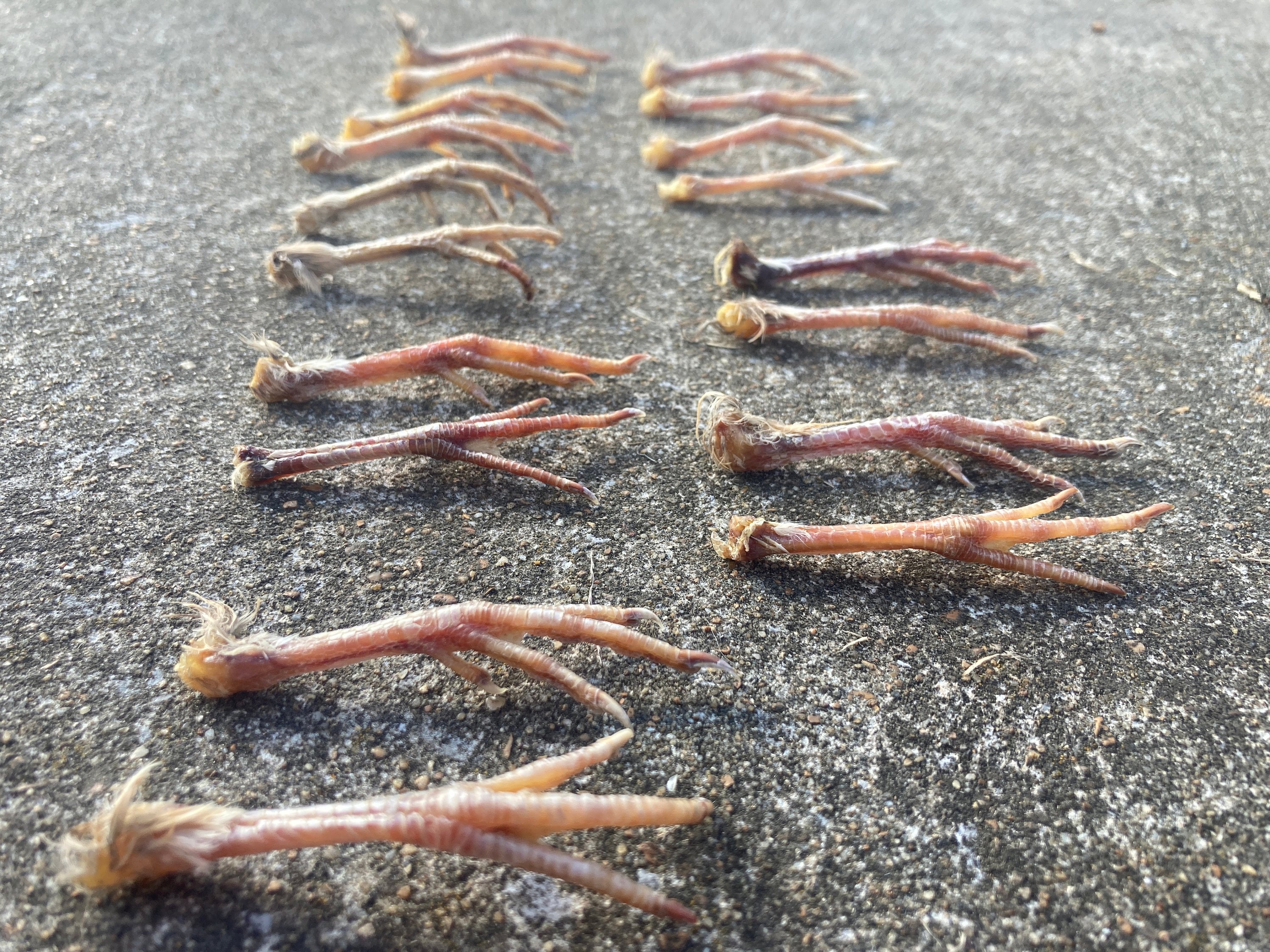 Pair of Quail Feet - Etsy