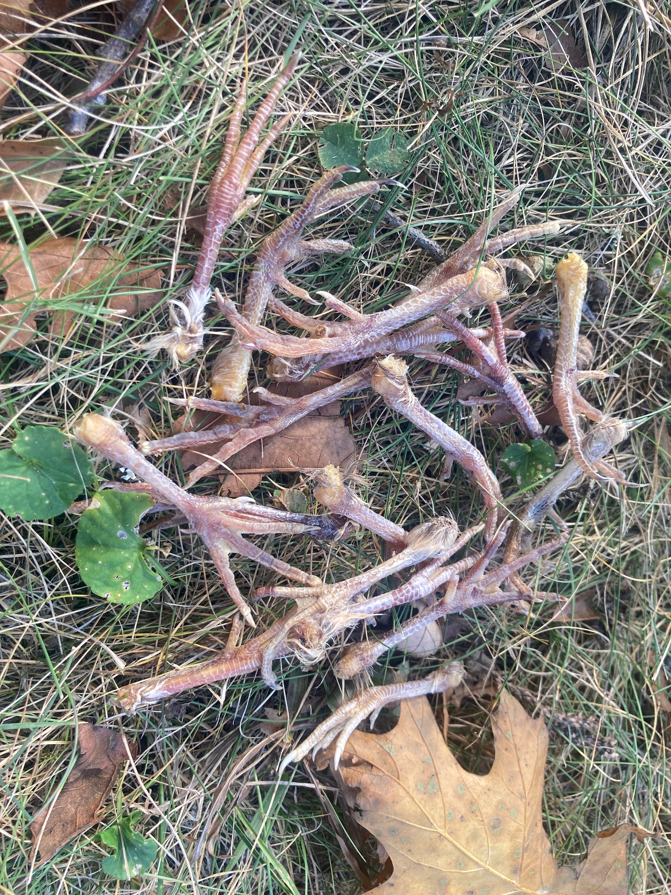 Pair of Quail Feet - Etsy
