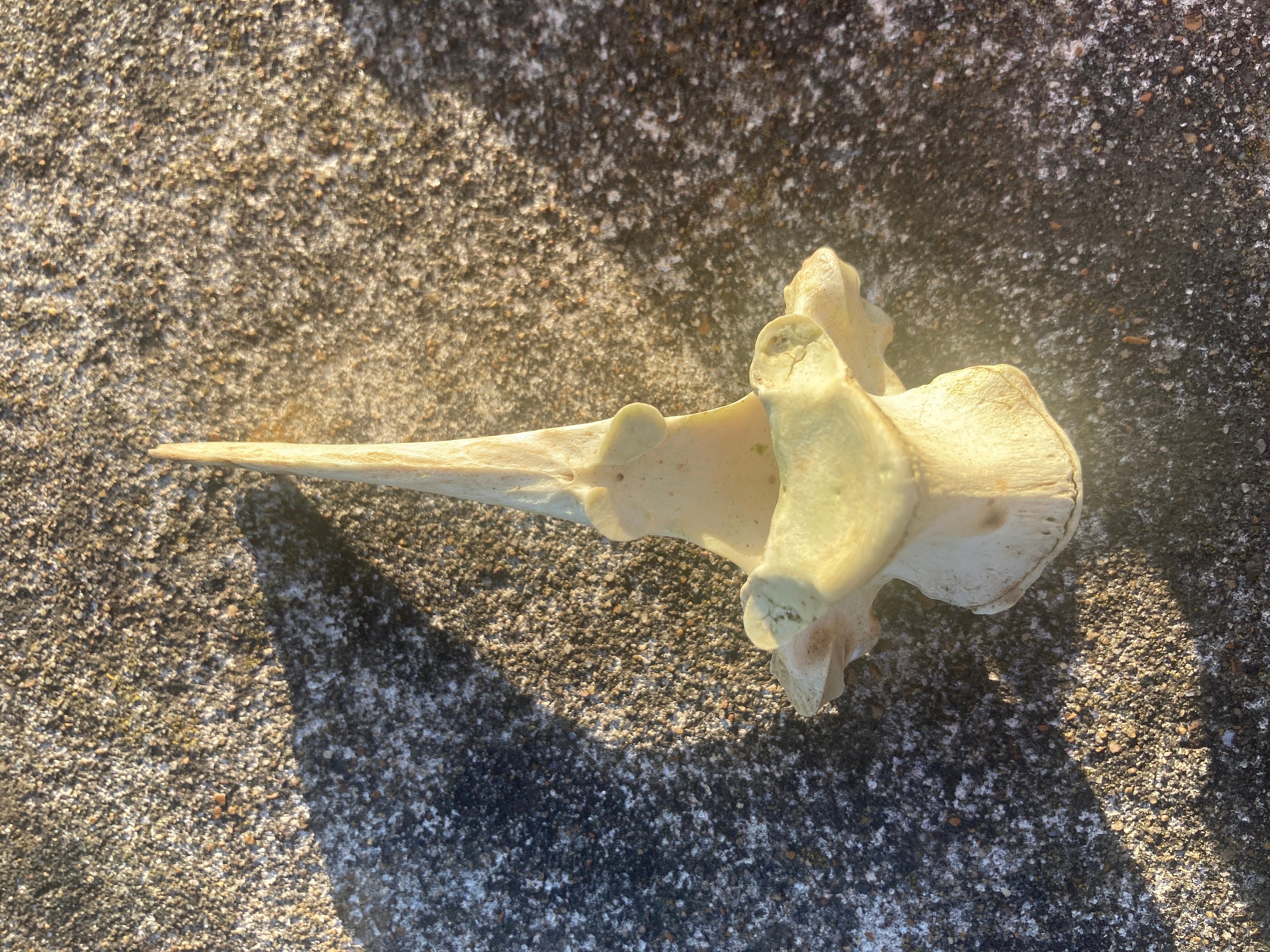 Deer Vertebrae/space Ship Vertebrae - Etsy