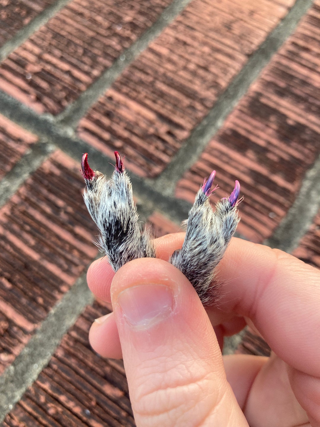 2 Rock on Squirrel Paws - Etsy