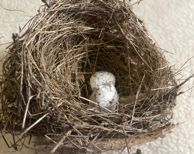 Nest With Two Swallow Bird Egg Shells - Etsy