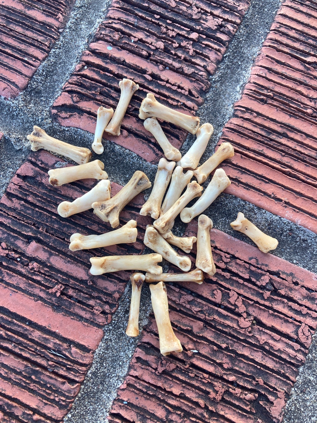 Pile of Small Coyote Paw Bones - Etsy