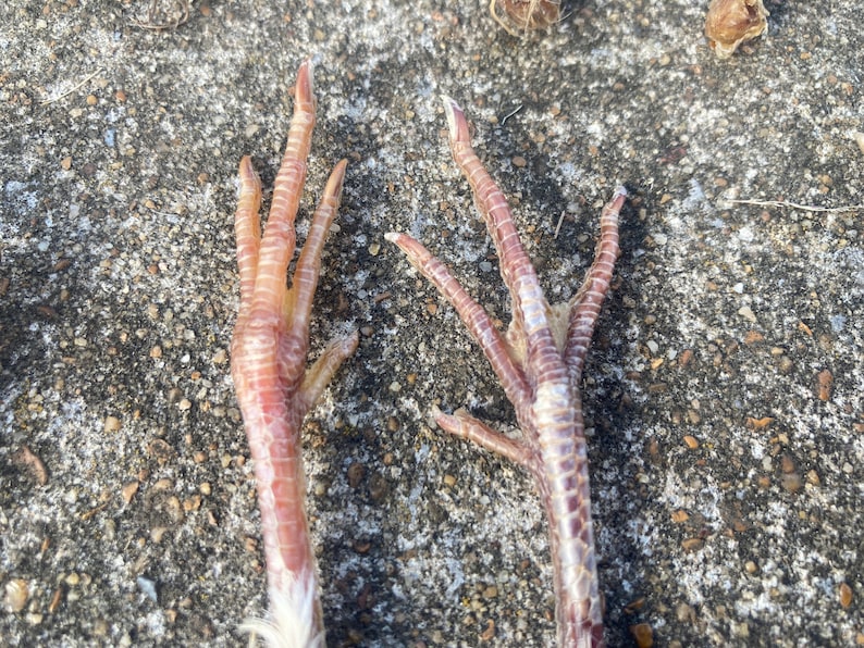 Pair of Quail Feet - Etsy