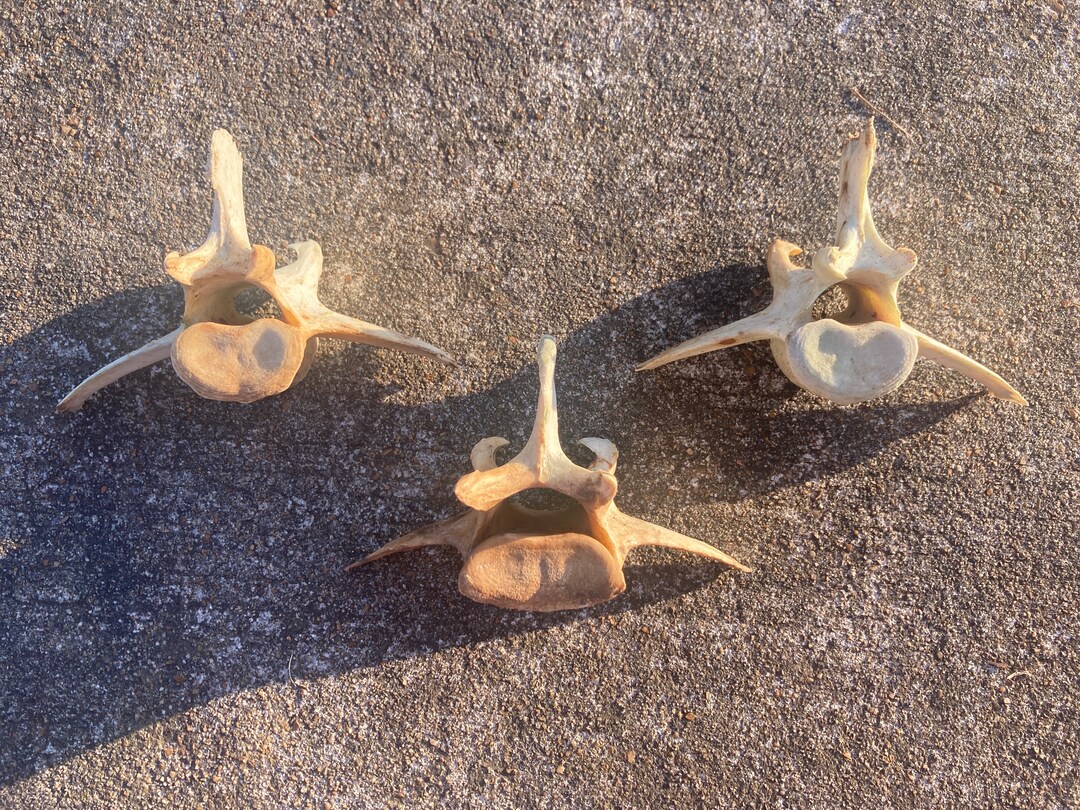 Deer Vertebrae/space Ship Vertebrae - Etsy