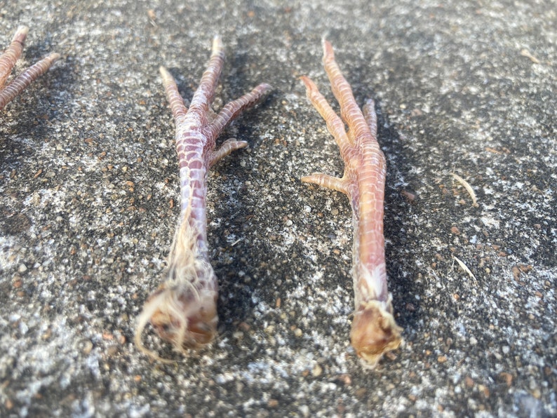 Pair of Quail Feet - Etsy