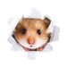 Hamster Wall Sticker, Hamster Wall Decal, Pet Removable Vinyl Sticker ...