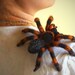 Handmade Wool Tarantula Spider Needle Felted Creepy Halloween - Etsy