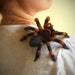 Handmade Wool Tarantula Spider, Needle Felted Creepy Halloween Web ...