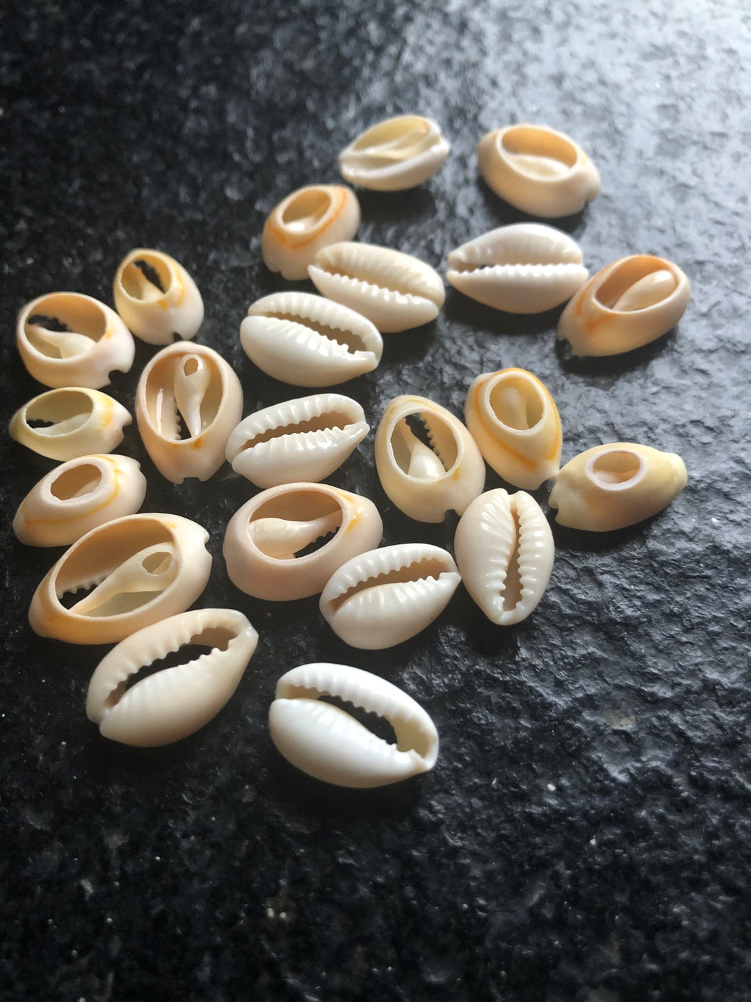 Small Cowrie Shells 10/15 Mm by 20/50 or 100 - Etsy