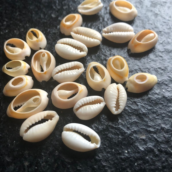 Cowrie Shell - Etsy