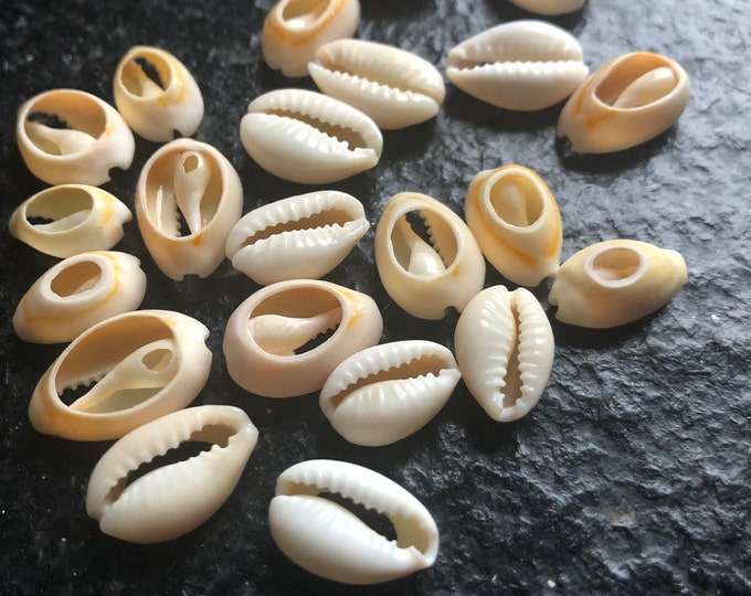 Small Cowrie Shells 10/15 Mm by 20/50 or 100 - Etsy