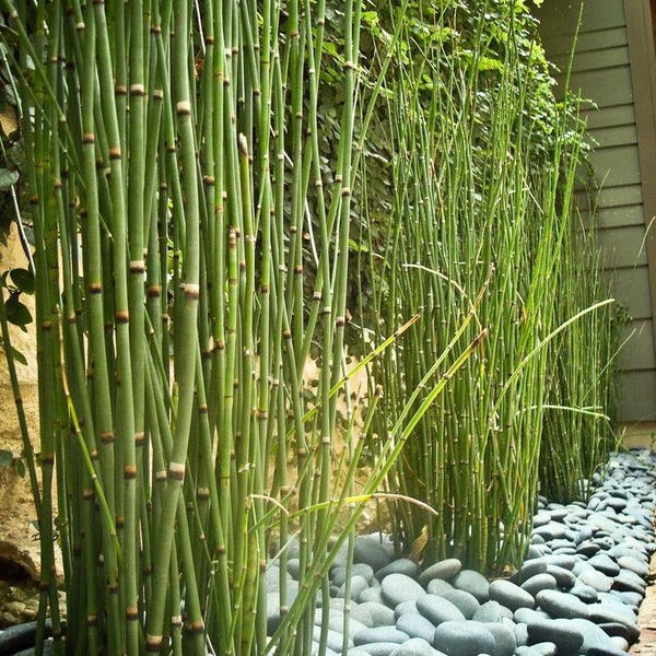 Horsetail Reed - Etsy