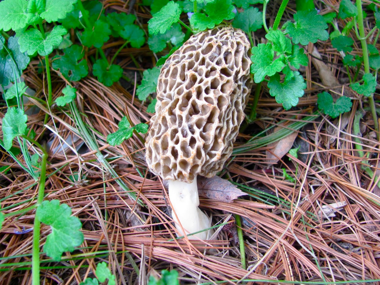 Morel Mushroom Spores