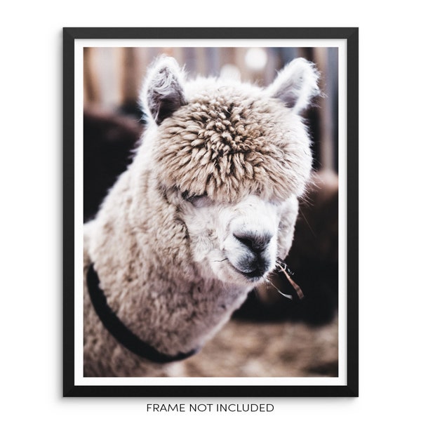 Llama Art Print - Etsy