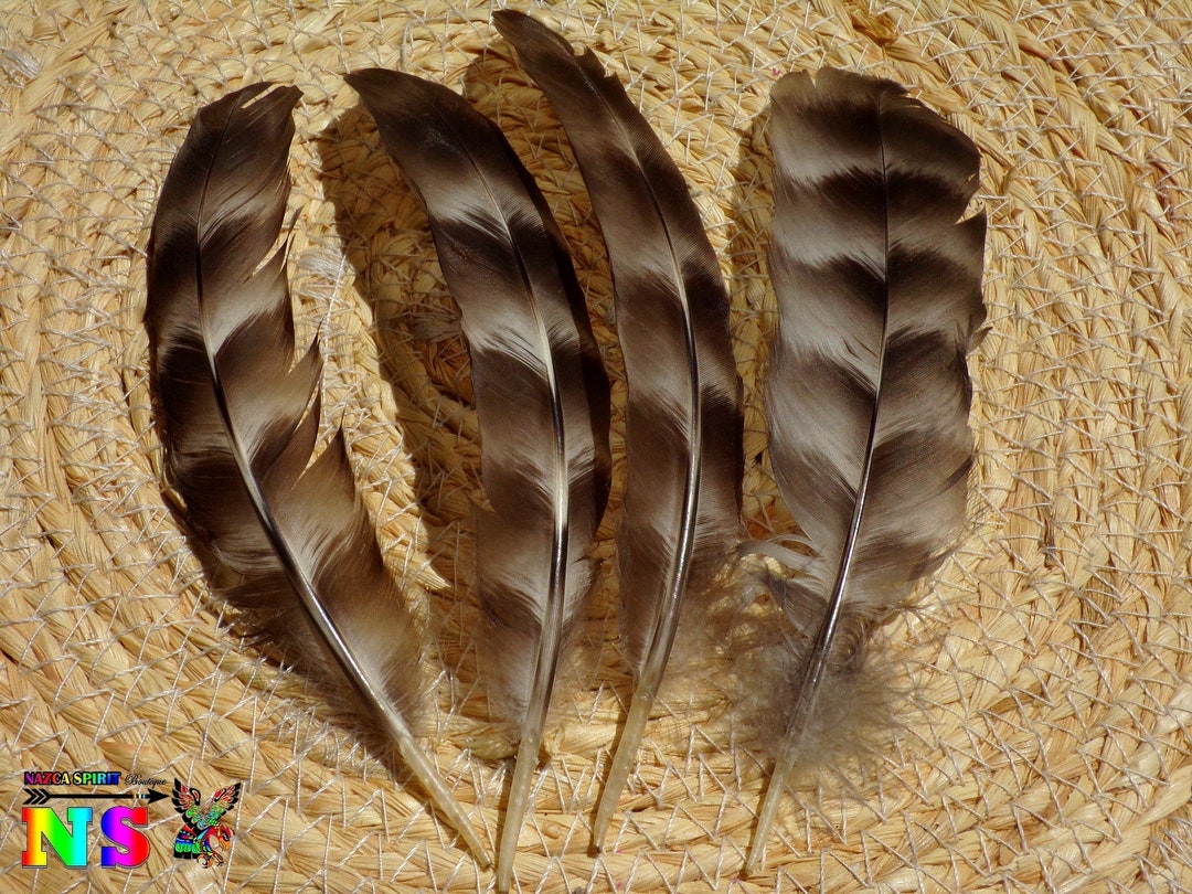 Large Hen Cuckoo Reindeer Feathers From 10 Cm to 15 Cm 3.93 to 5.90 ...