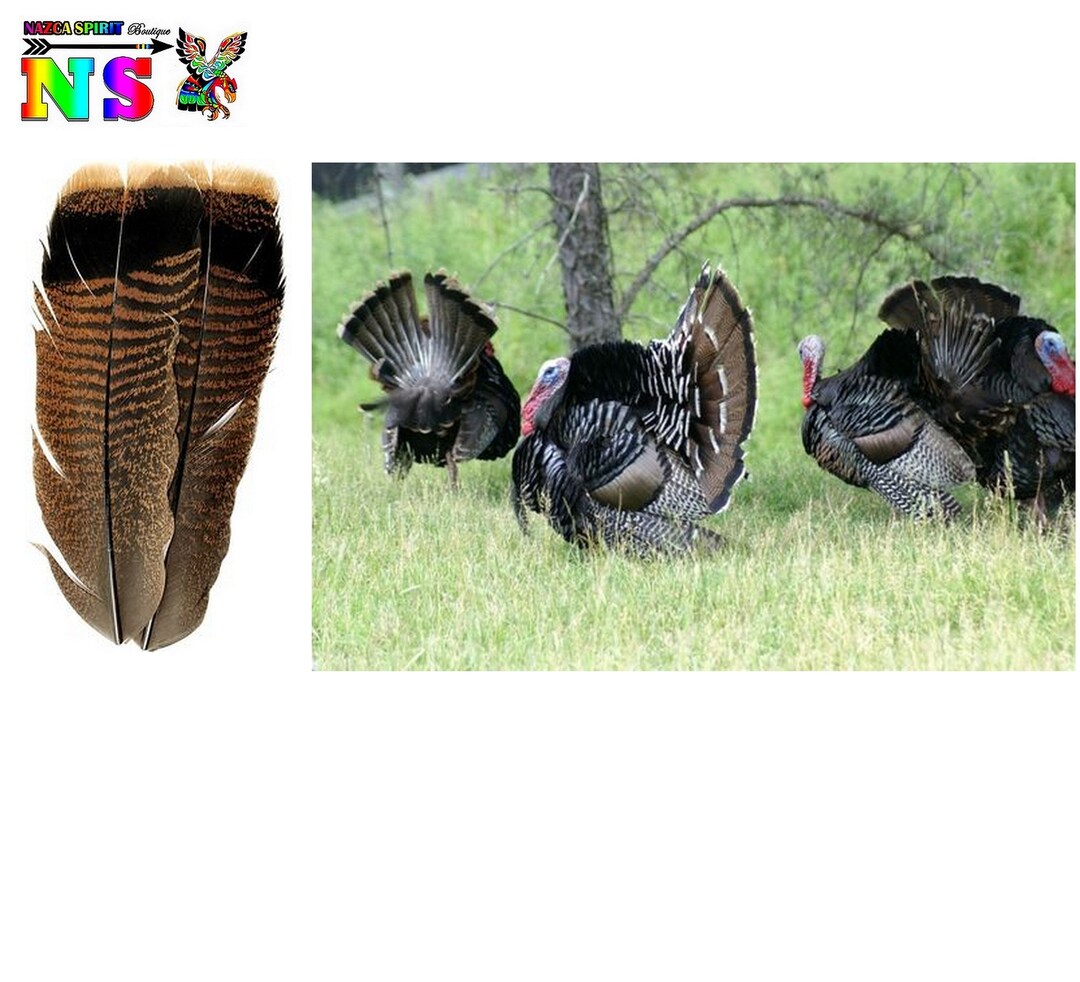 Grandes Plumes Naturelles de Dinde Sauvage de 12 cm à 18 cm, Plumes ...