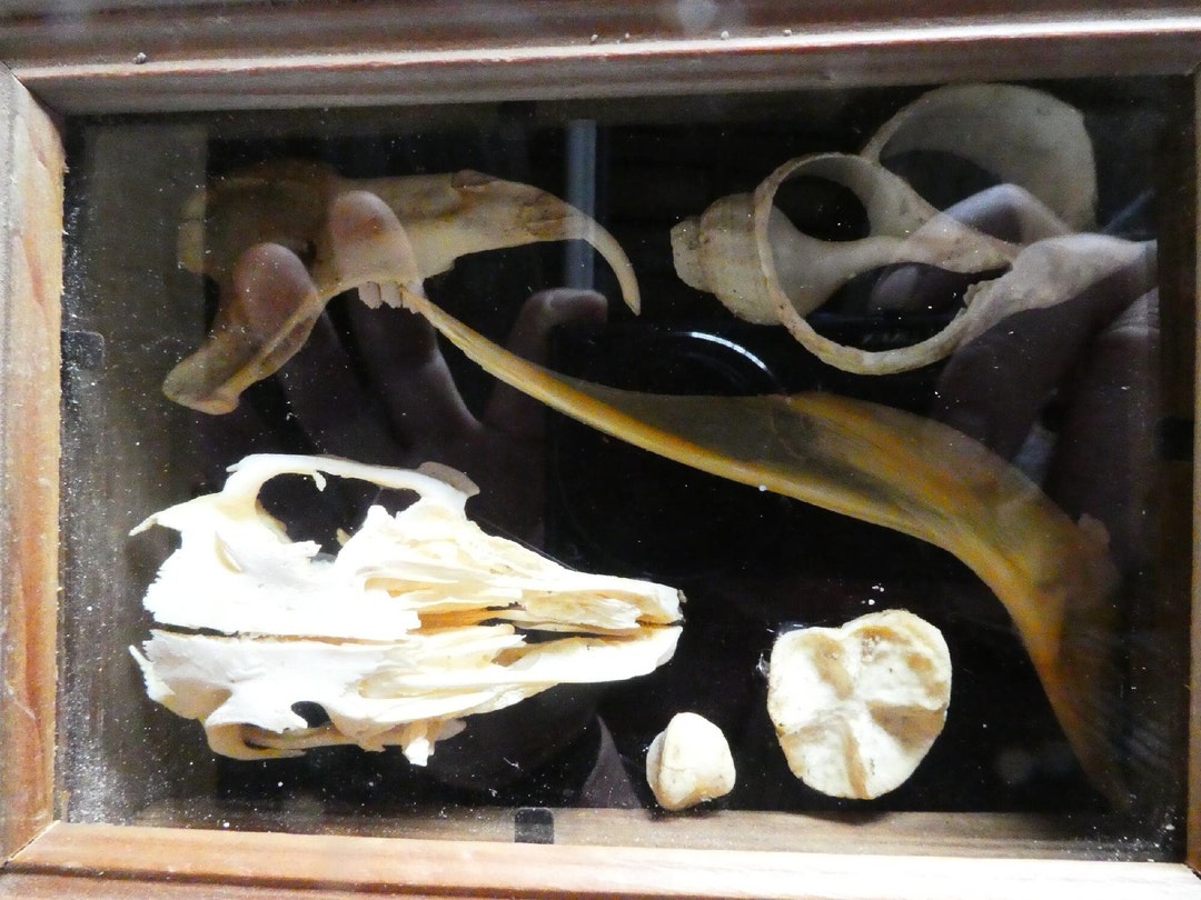 3562 Cabinet of Curiosities, Shadow Box - Etsy