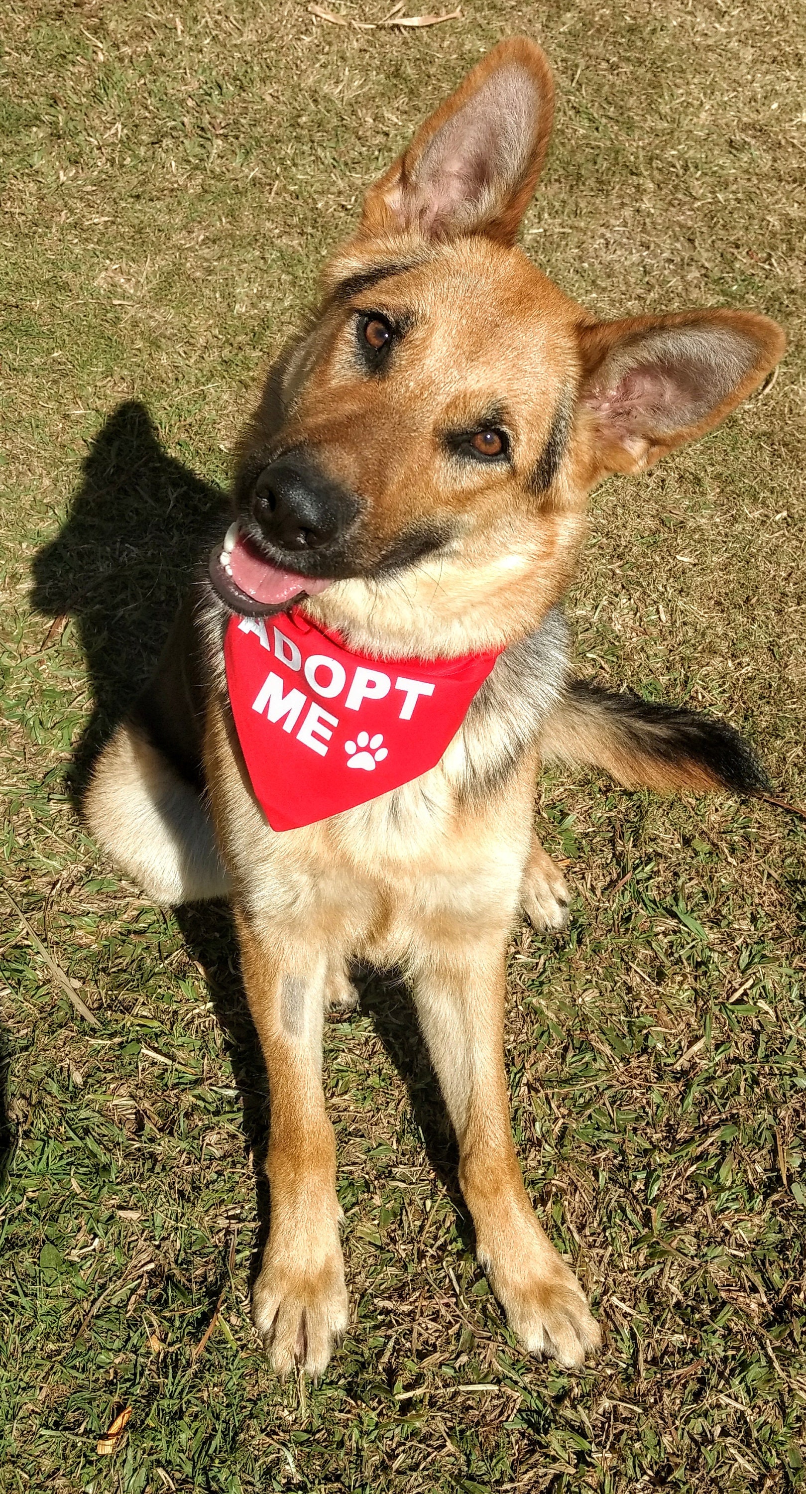Adopt Me Bandana for Foster Dogs Puppies Rescue Dogs Promote | Etsy