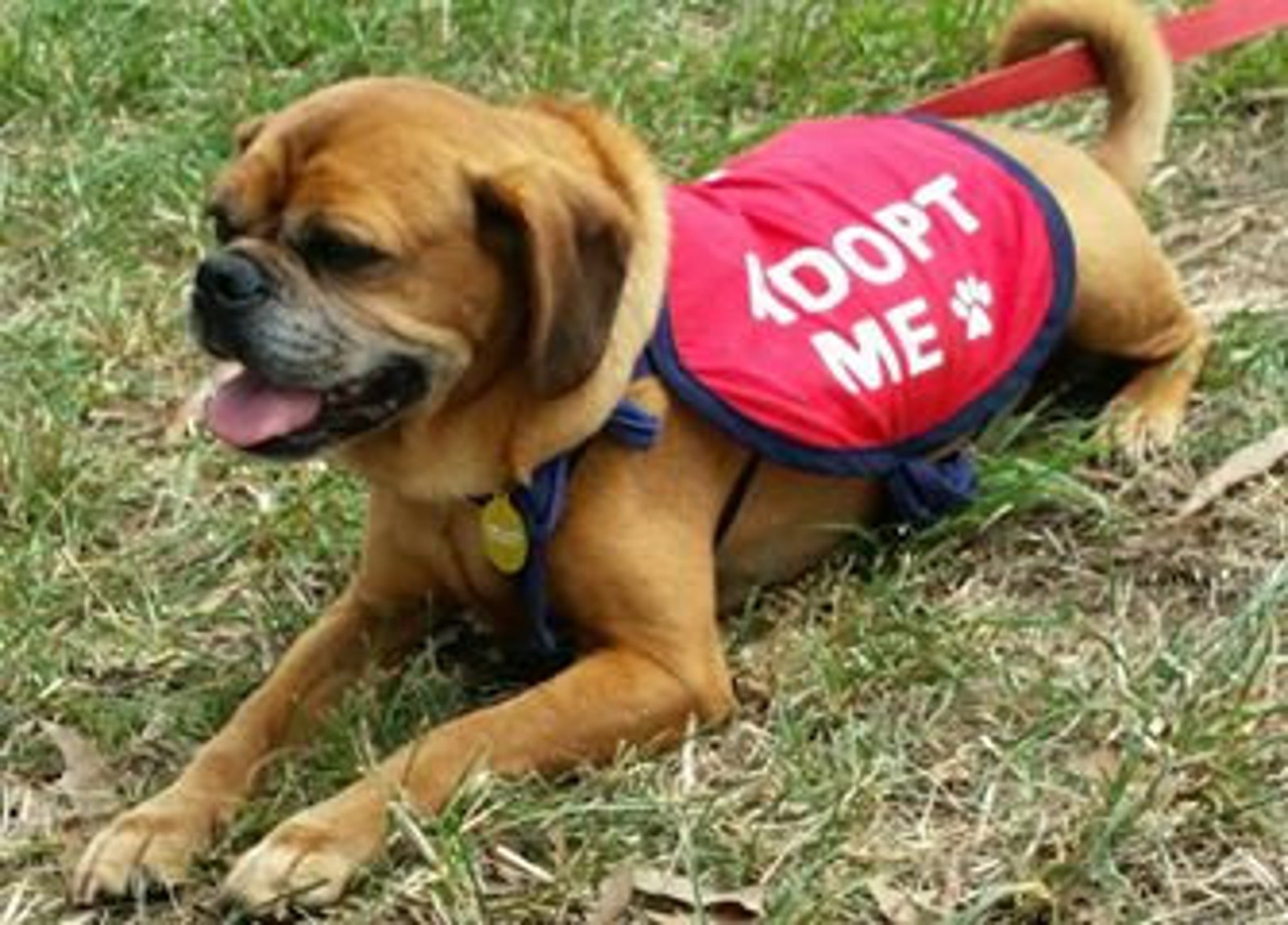 Adopt Me Dog Vest, Adopt Me Dog Jacket for Foster Dogs, Puppies, Cats ...