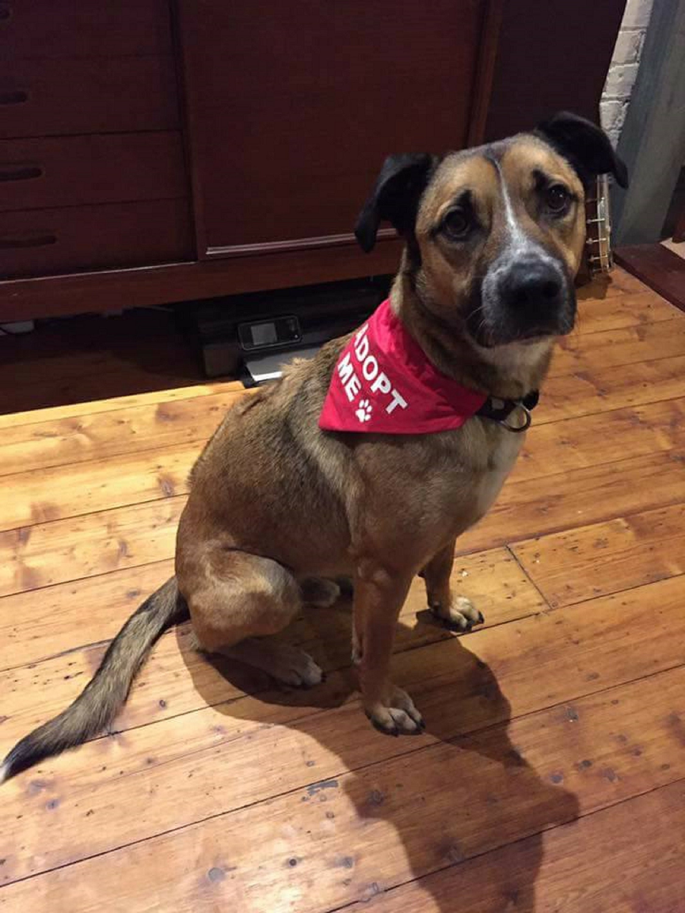 Adoption bandanas for dogs store