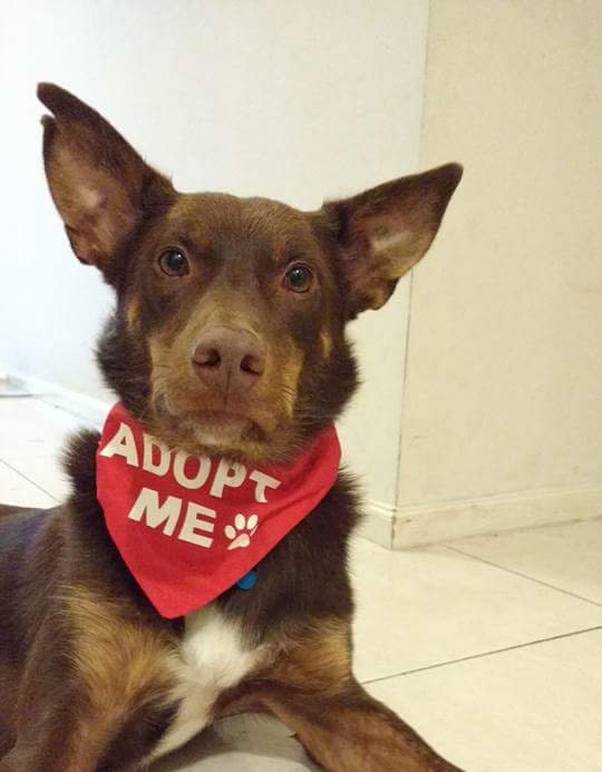 Adopt Me Bandana for Foster Dogs Puppies Rescue Dogs Promote | Etsy