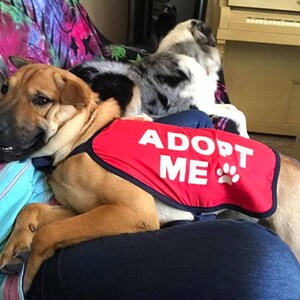 Adopt Me Dog Vest, Adopt Me Dog Jacket for Foster Dogs, Puppies, Cats ...