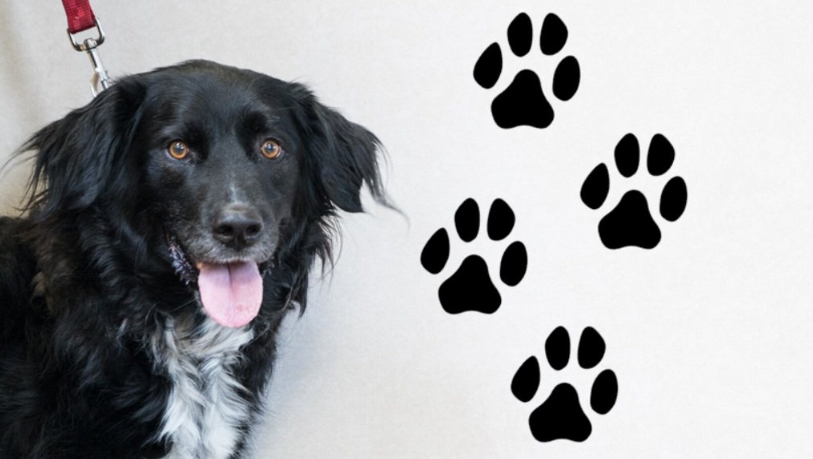 Paw Print Sticker Sets Dog Paw Prints Set of 4 or More Cat - Etsy Australia