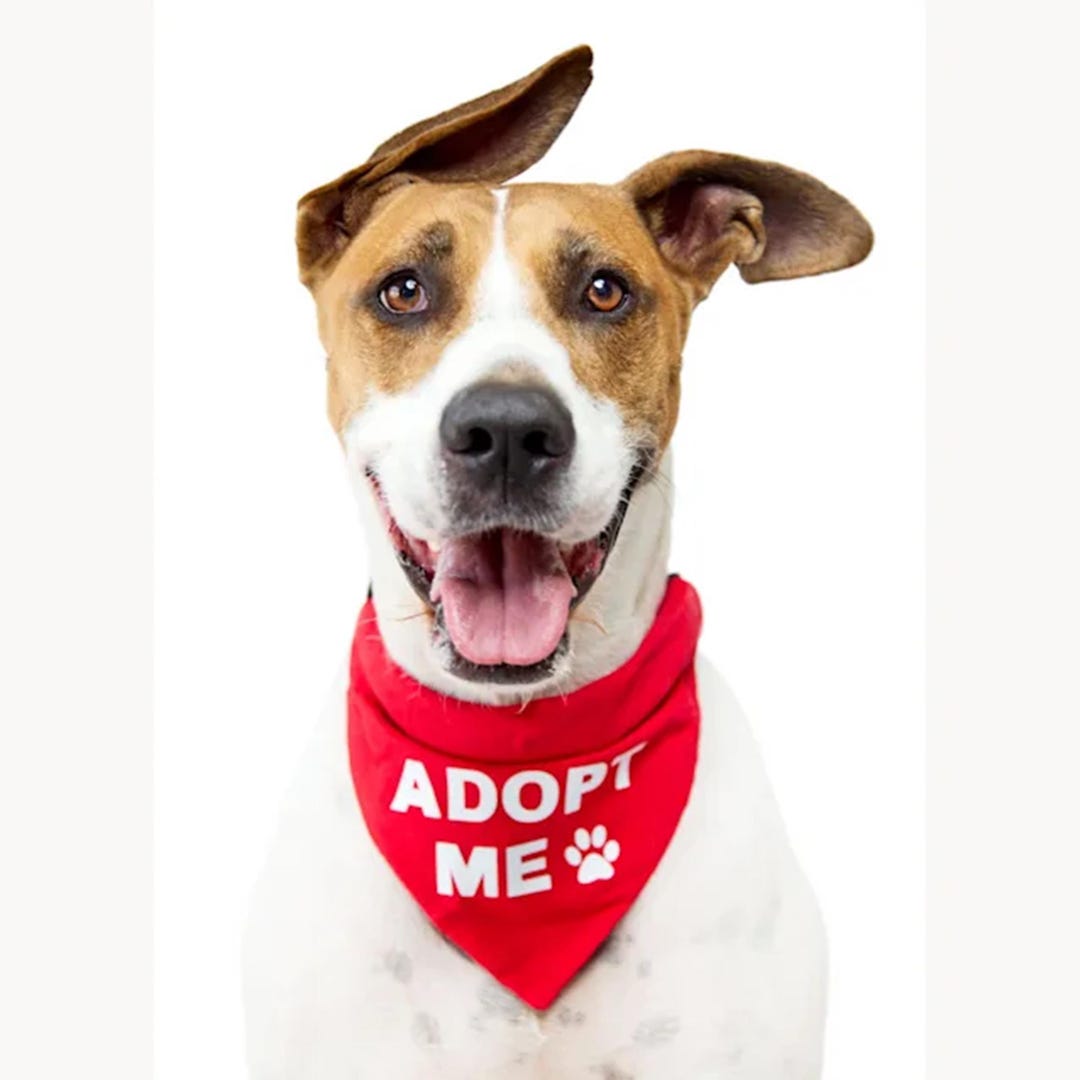 Adopt Me Bandana for Foster Dogs Puppies Rescue Dogs, Promote Adoption ...