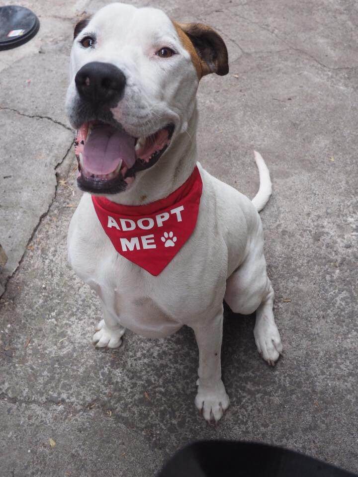 Adopt Me Bandana for Foster Dogs Puppies Rescue Dogs Promote | Etsy