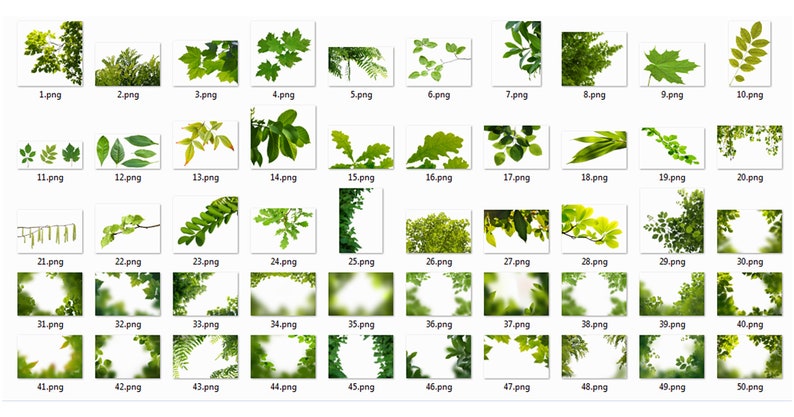 50 Tree branch photo overlays Summer overlays Photoshop | Etsy