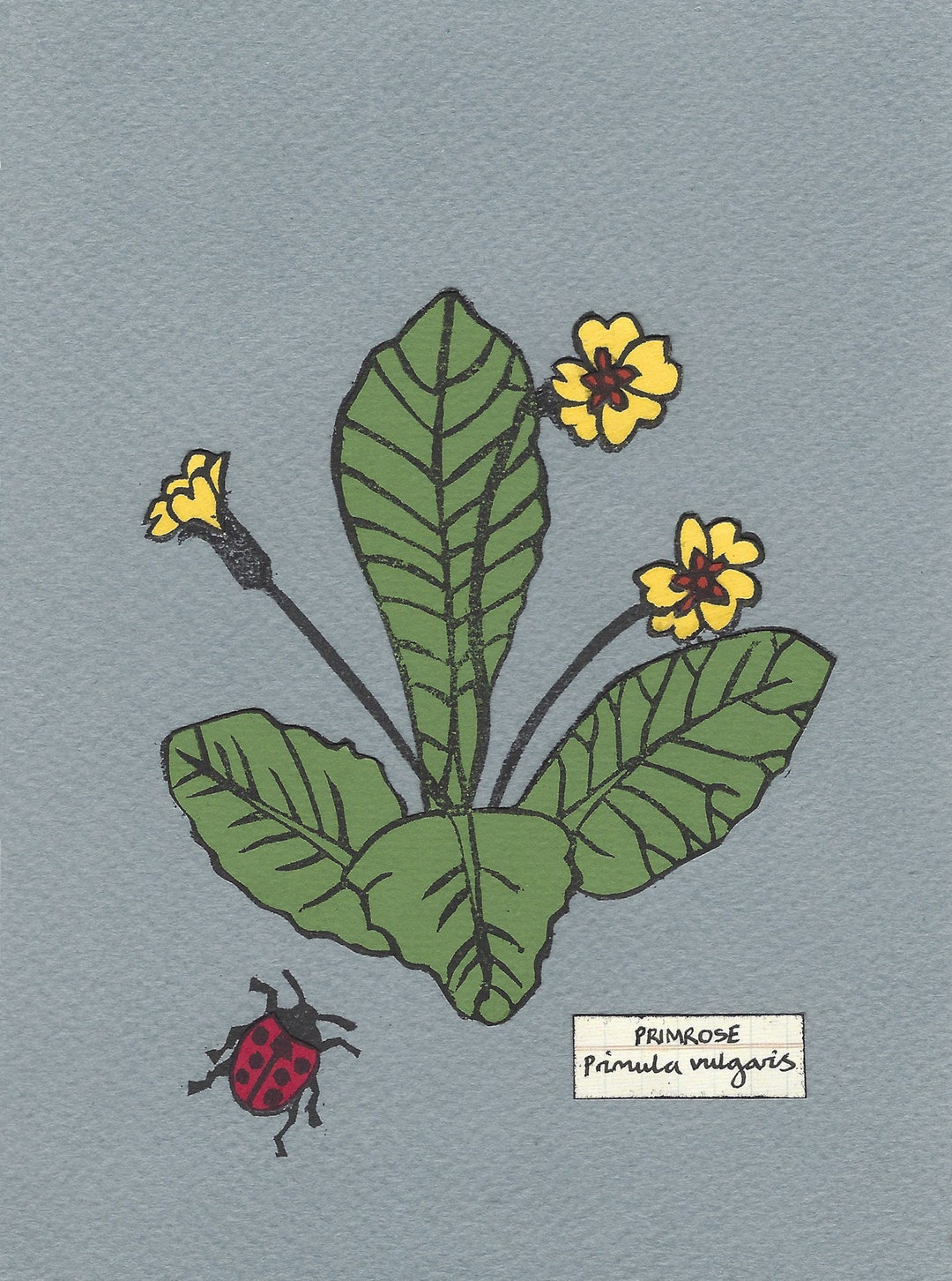Primrose and Ladybird Giclee Print - Etsy