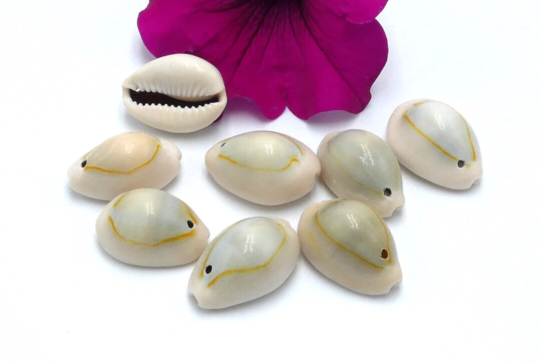 Cowrie Shell, Natural Shell - Holed Shell Bead - Bulk Shells - Beach ...