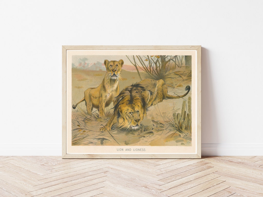 Lions 1902 Lithograph Illustration | Fine Art Print - Etsy